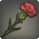 Carnation