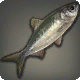 Northern Herring