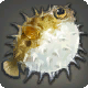 Balloonfish