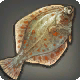 Plaice