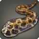 Leopard Eel