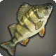 White Oil Perch