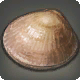 Pond Mussel
