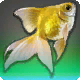 Imperial Goldfish