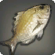 Sand Bream