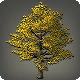 Autumnal Ginkgo Tree